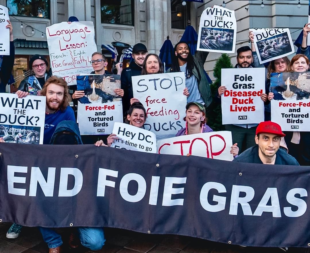A Brief History of the U.S. Anti-Foie Gras Movement - Pro-Animal Future
