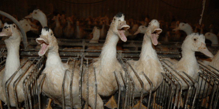 Home - Pro-Animal Future