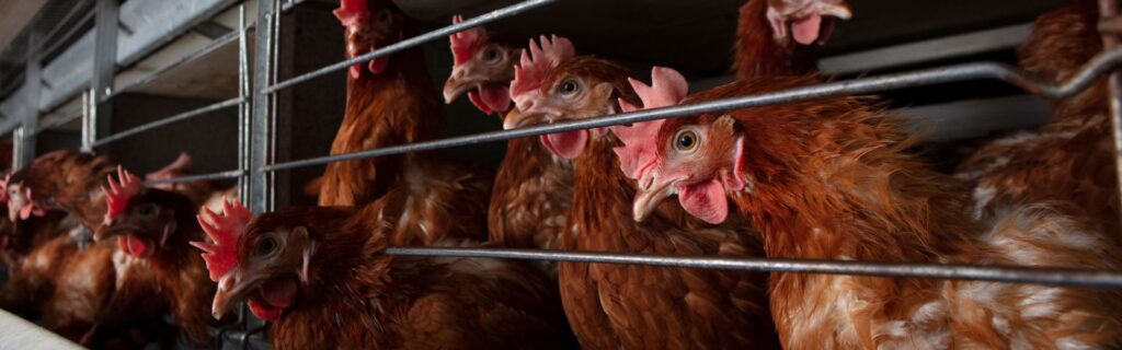 Home - Pro-Animal Future